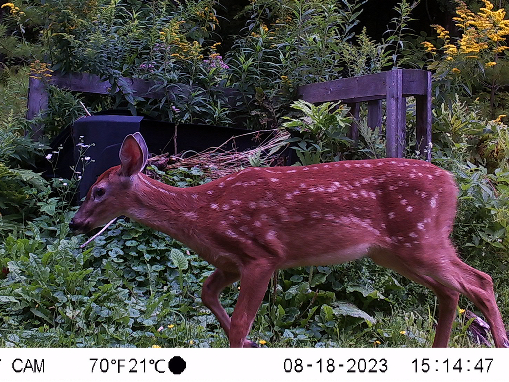 White-tailed Deer from Washington County, VT, USA on August 18, 2023 at ...