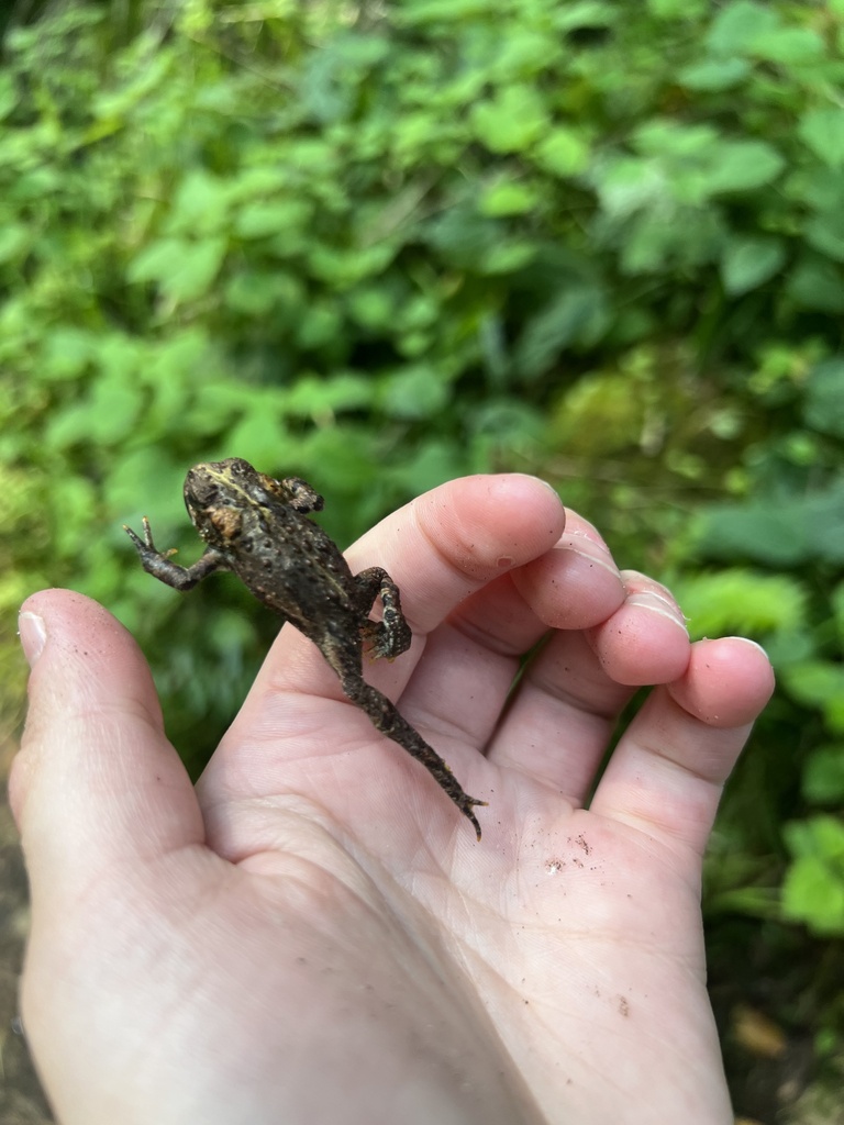 Western Toad in August 2023 by Sarah Getzinger · iNaturalist