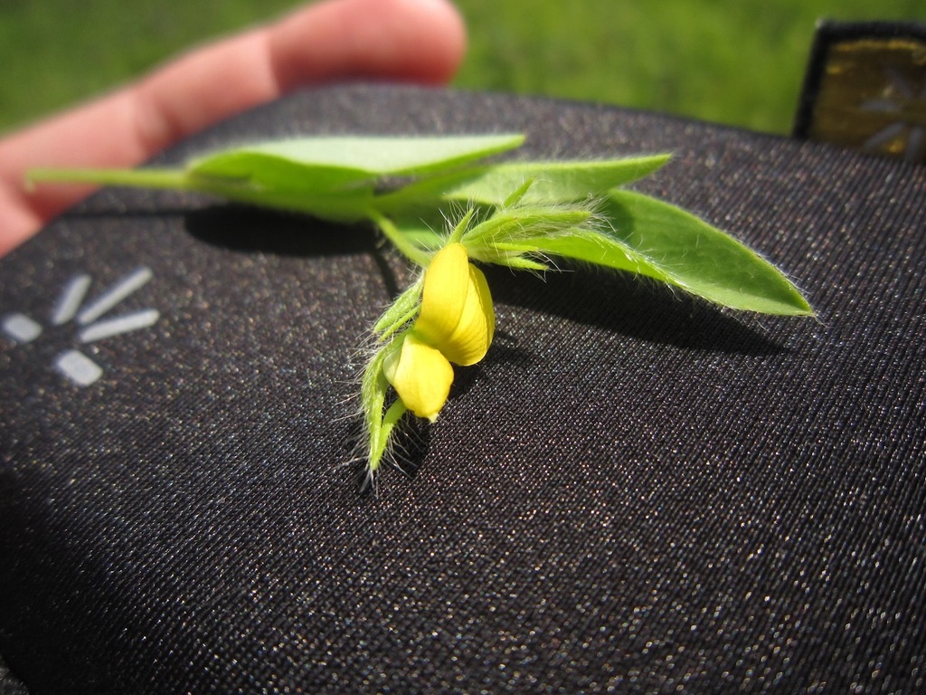 arrowhead rattlebox from Afton, MN, USA on July 15, 2013 at 03:07 AM by ...