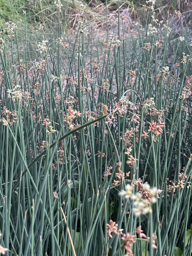 California bulrush from Texas State University, San Marcos, TX, US on ...