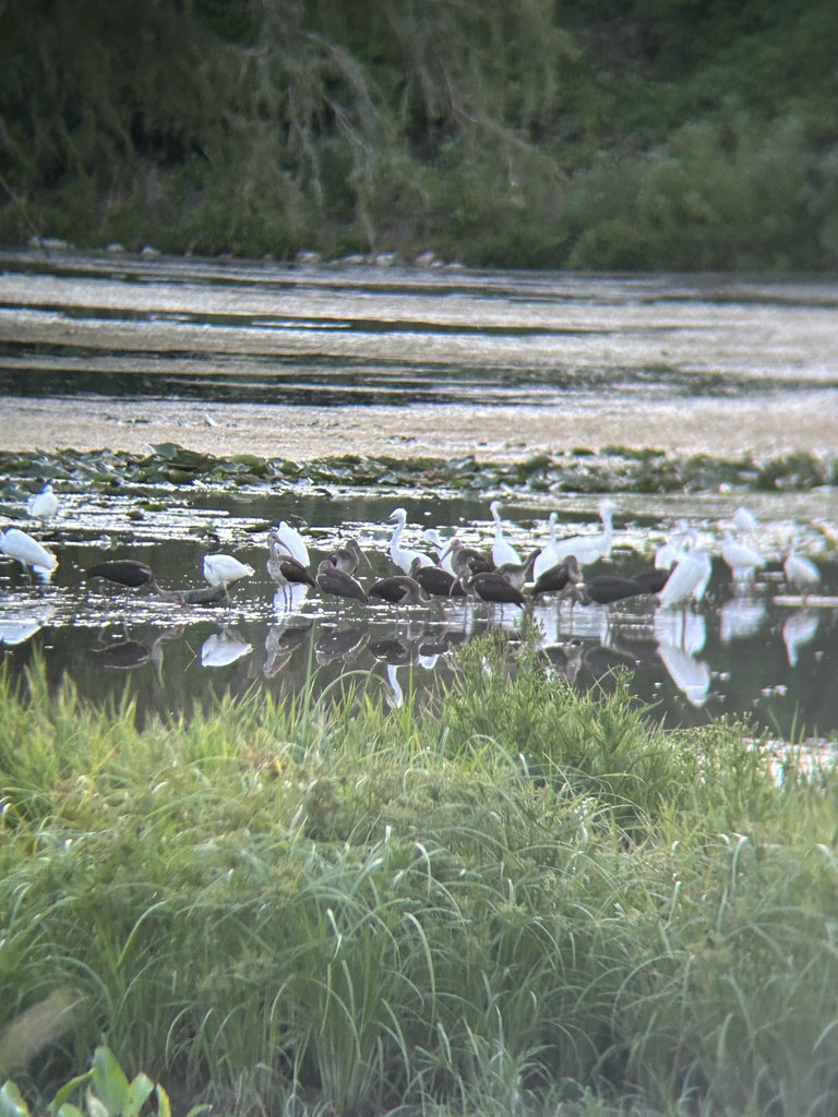 White Ibis from Spring Lake, San Marcos, TX, US on August 23, 2023 at ...