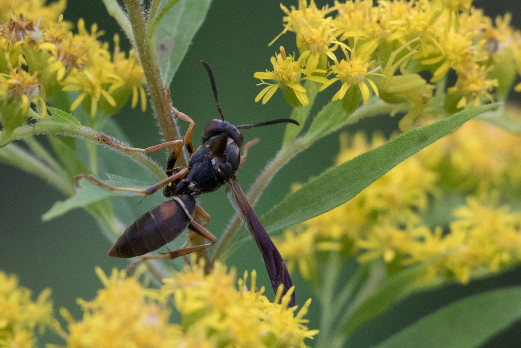 Dark Paper Wasp from Washington County, VT, USA on August 18, 2023 at ...