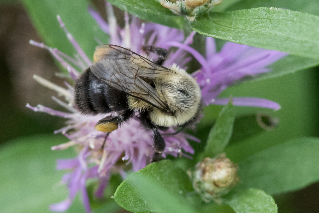 Common Eastern Bumble Bee from Washington County, VT, USA on August 18 ...