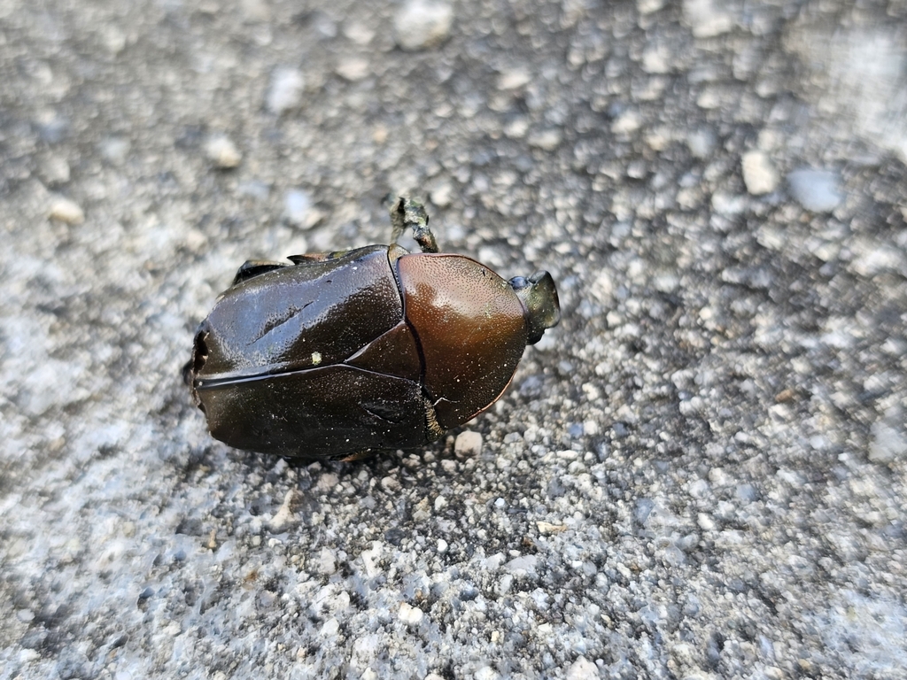Japanese Drone Beetle from 1036 Mikuriya, Daisen, Saihaku District ...
