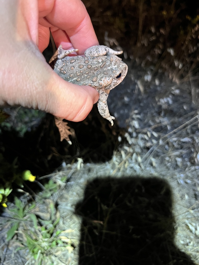 Western Toad from Florence, MT, US on August 23, 2023 at 11:41 PM by ...