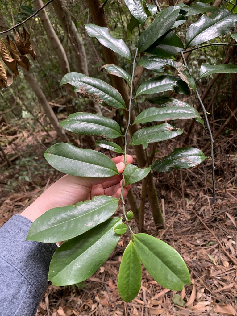 Bolwarra from Blue Mountains National Park, Blue Mountains National ...