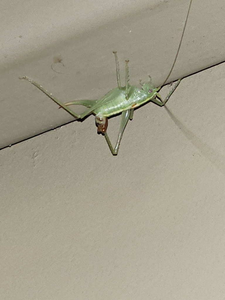 Southern Oak Bush-cricket from Kenmore, WA, USA on August 21, 2023 at ...