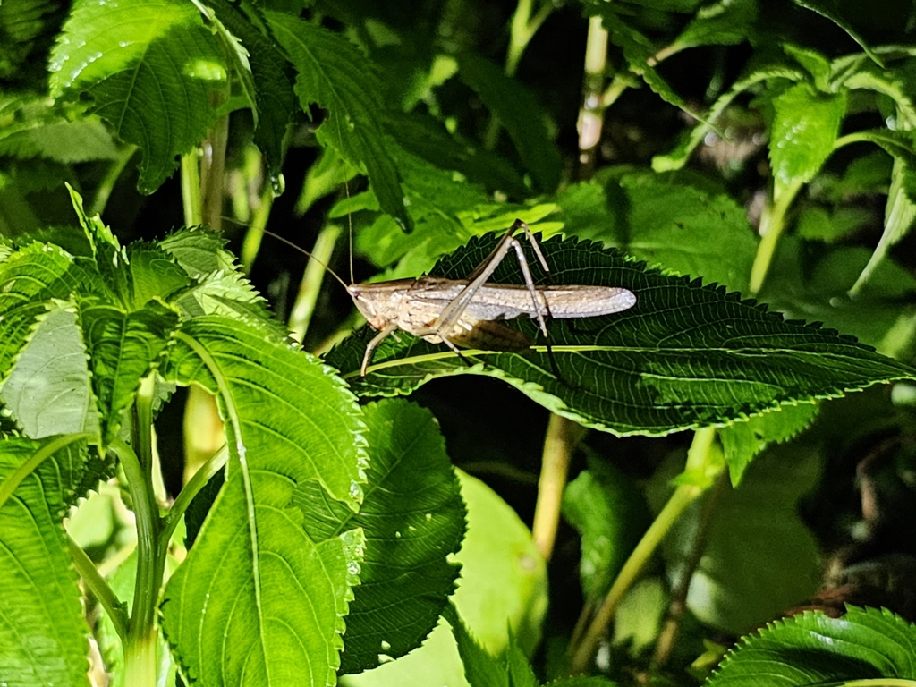 Ruspolia lineosa from 2241 Kamo, Daisen, Saihaku District, Tottori 689 ...