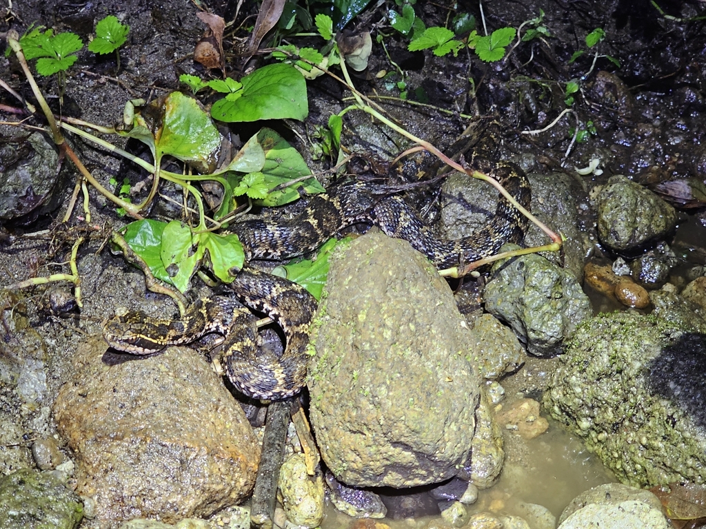 Short-tailed Mamushi from 2278 Kamo, Daisen, Saihaku District, Tottori ...
