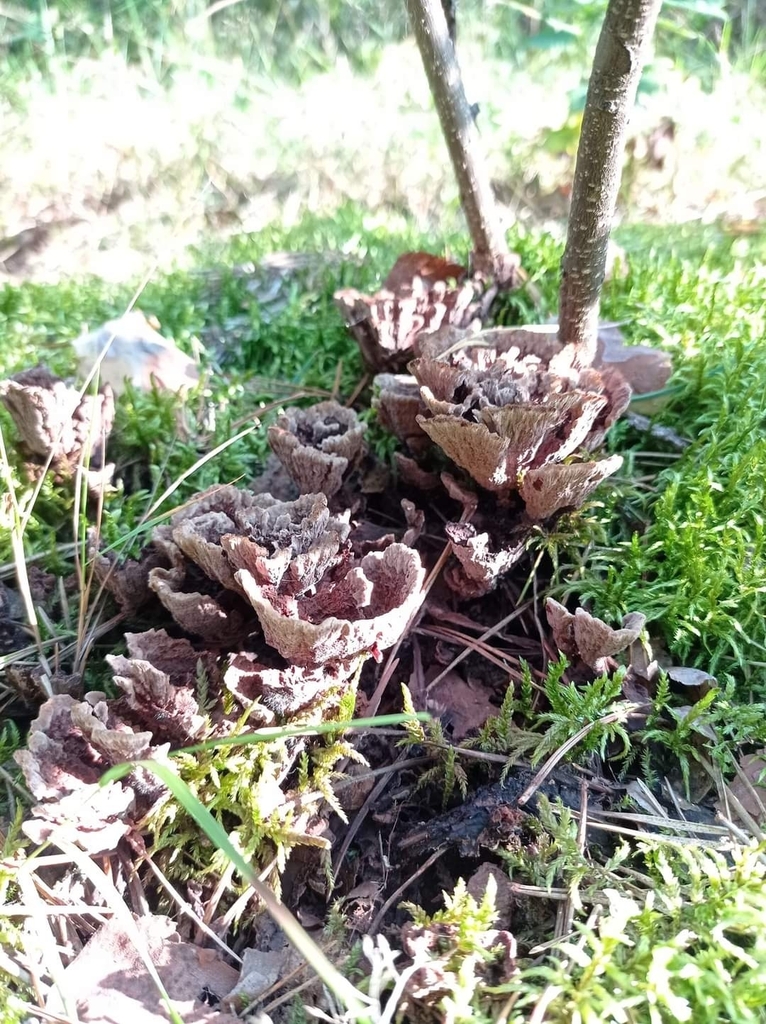 Common Fiber Vase by Alicia Kruchonak · iNaturalist