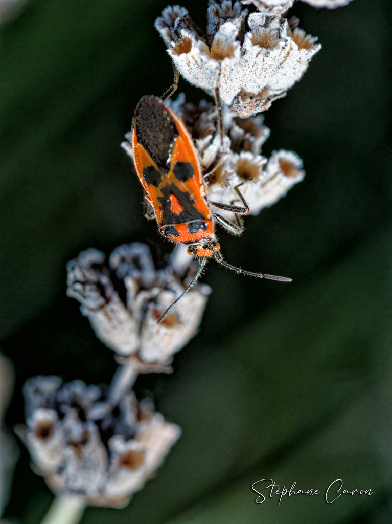 Spotted Firebug from 76350 Oissel, France on August 22, 2023 at 09:13 ...