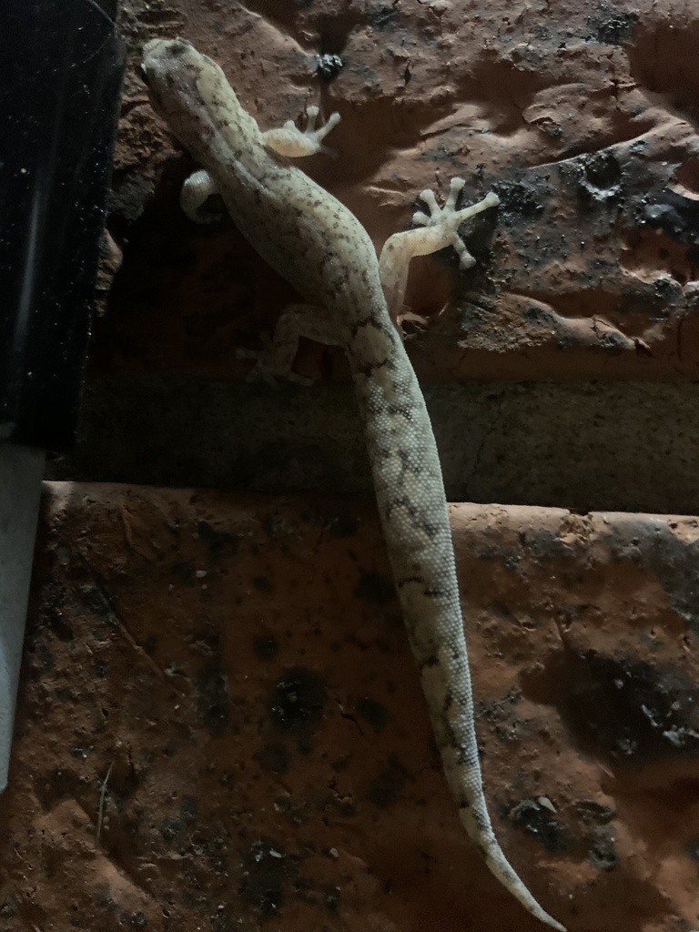 Southern Marbled Gecko from Maslen Cl, Frankston, VIC, AU on August 24 ...