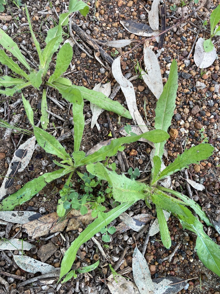 Sonchus hydrophilus from Connell Ave, Kelmscott, WA, AU on August 22 ...