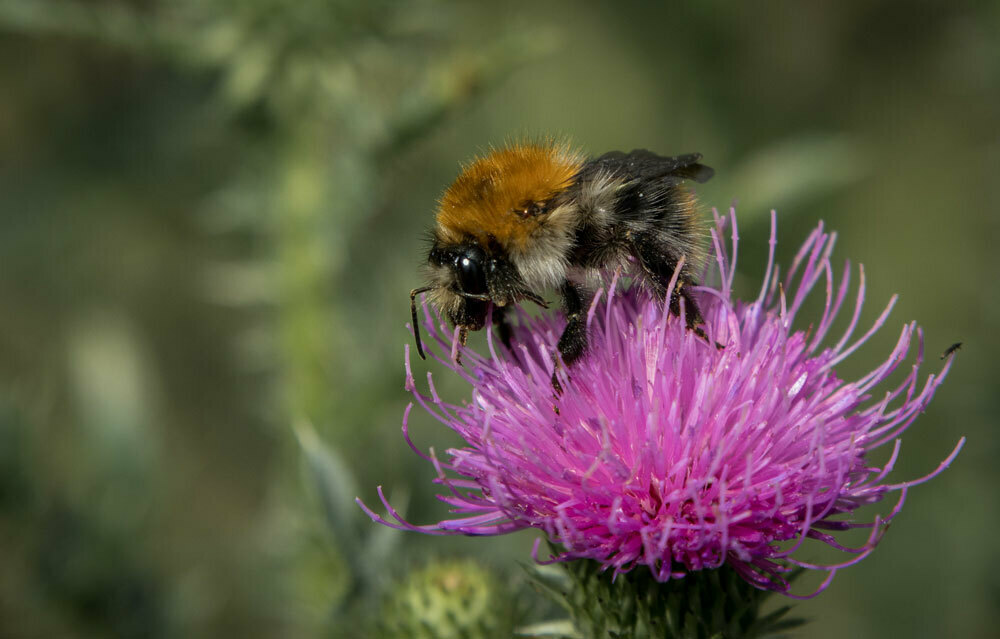 Common Carder Bumble Bee from Petrin, Prague, Czechia on July 20, 2023 ...