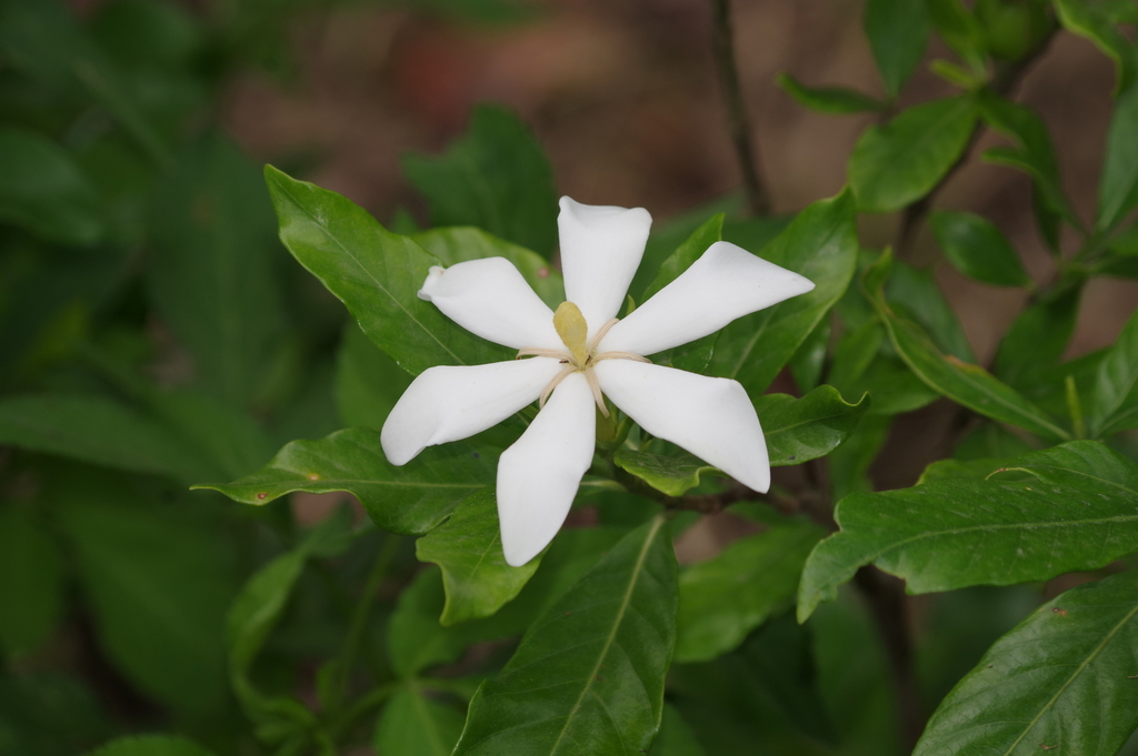 common gardenia from 台灣屏東縣 on August 24, 2023 at 01:20 PM by 劉思章 · iNaturalist