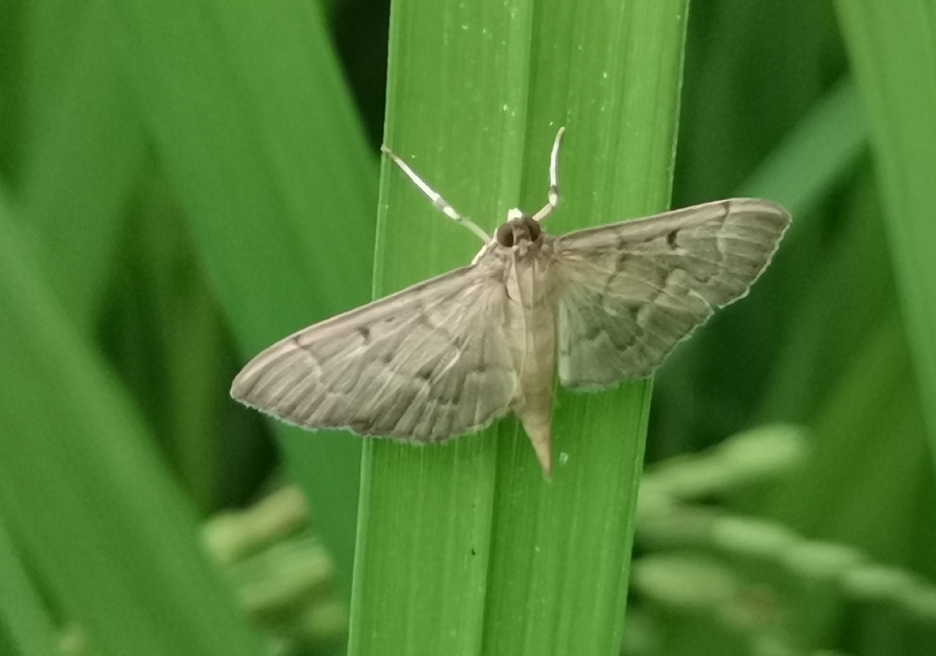 Grass Webworm Moth in August 2023 by いのてっつー · iNaturalist