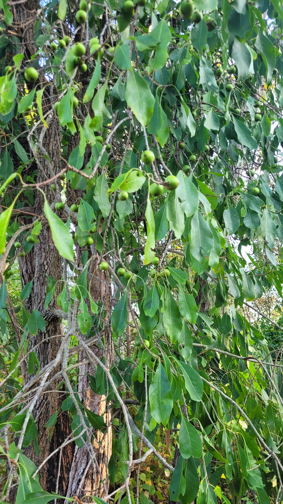 Capparis umbonata from Darwin NT, Australia on July 6, 2023 at 08:10 AM ...