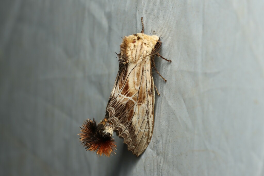 Dudusa sphingiformis from 산5-4 Sacheon-ri, Uisin-myeon, Jindo ...