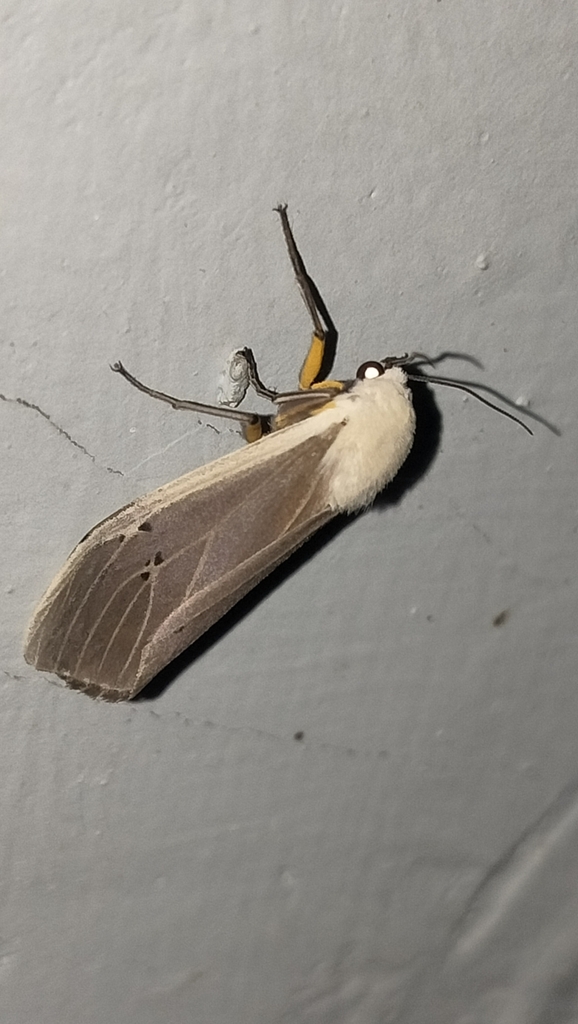 Clouded Tiger Moth from 8H6G+FHR, Rawtey Rumtek, Sikkim 737135, India ...