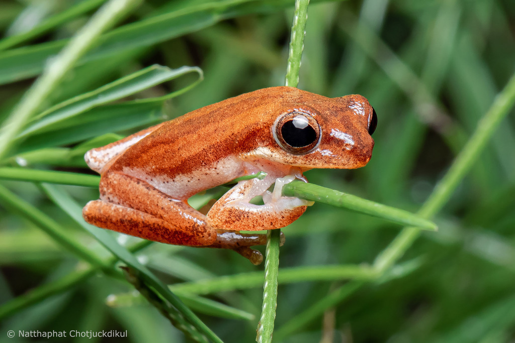 Doria's Tree Frog from Doi Phu Kha NP on July 28, 2023 at 09:27 PM by ...