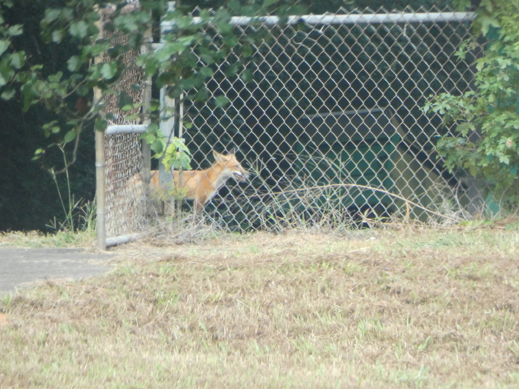 Red Fox from Fairburn, GA, USA on August 24, 2023 at 08:06 AM by Steven ...
