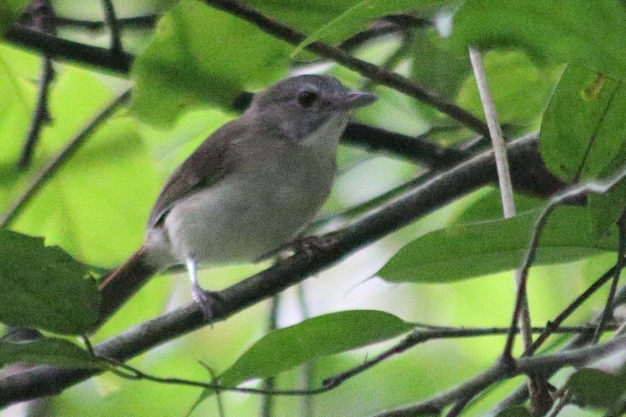 Malacopteron magnirostre magnirostre from West Lampung Regency, Lampung ...