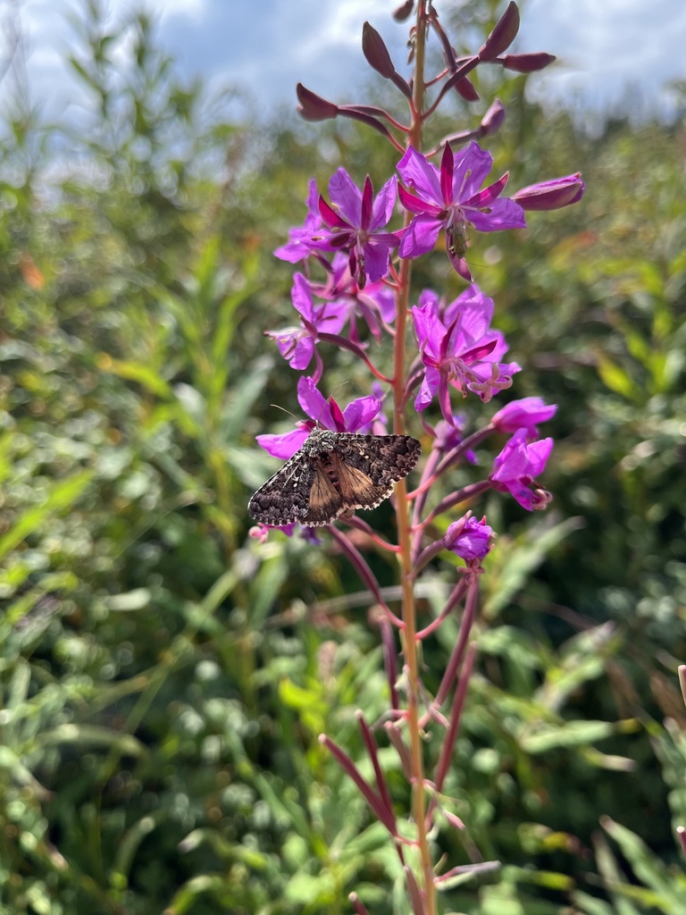 Butterflies and Moths in August 2023 by Raney Yelenich · iNaturalist