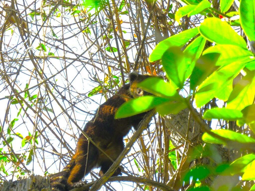 Achuni desde Macara, Ecuador el 26 de octubre de 2018 a las 16:21 de ...