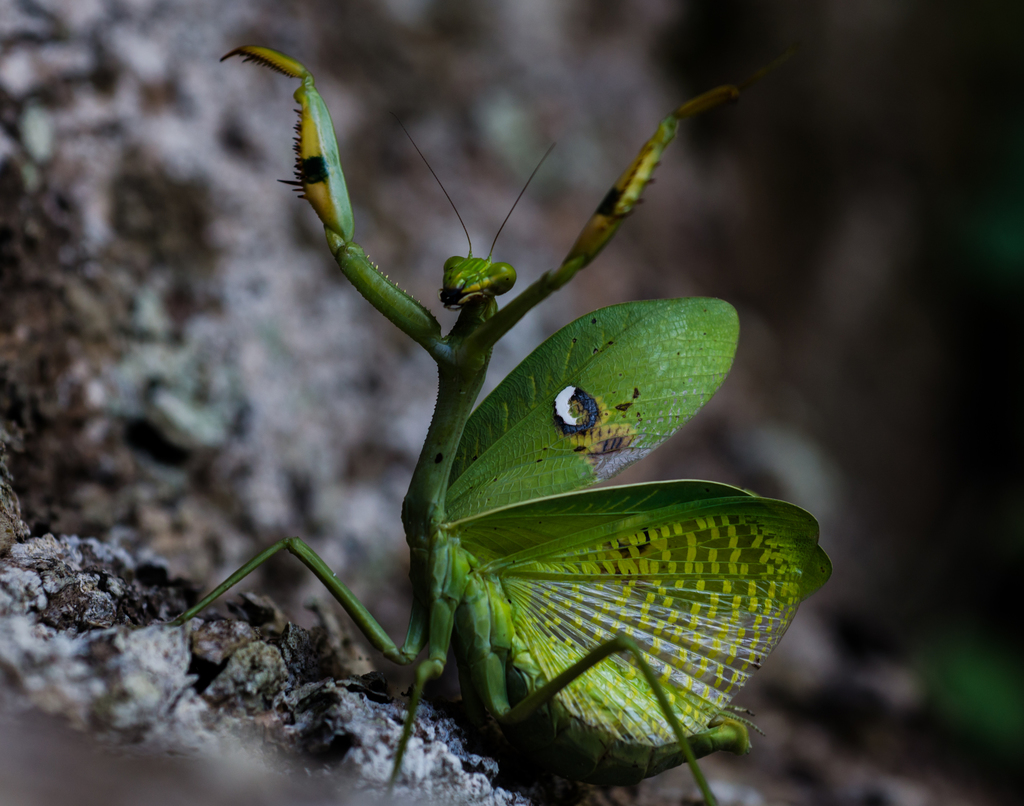 Argentine White-crested Mantis from Foz do Iguaçu - State of Paraná ...