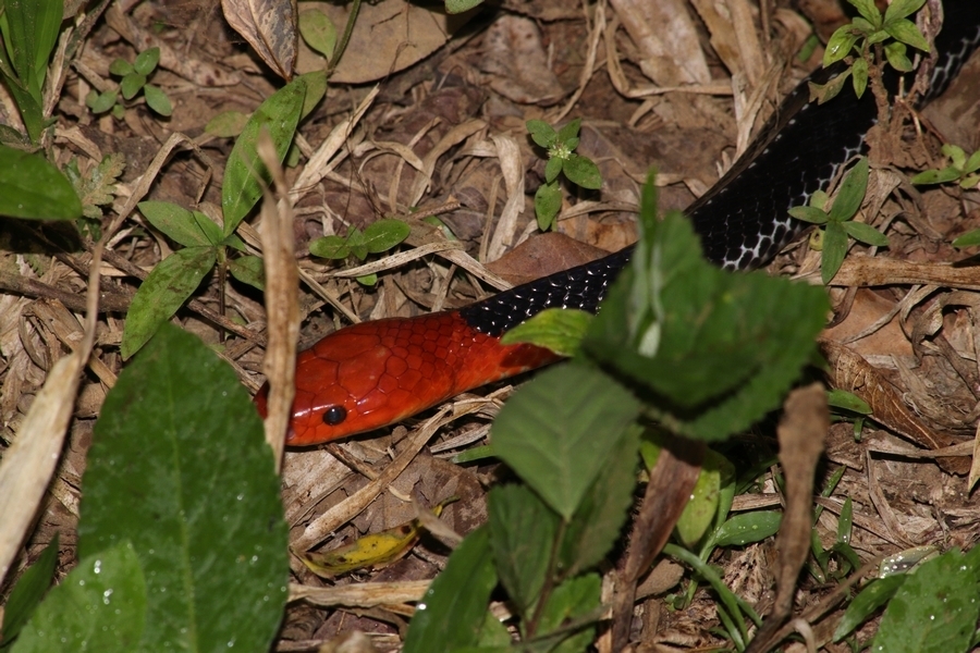 Red-headed Krait from West Lampung Regency, Lampung, Indonesia on ...