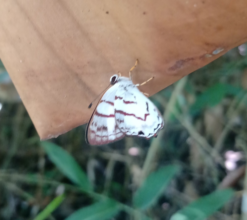 Erythia labdacus from Marituba - PA, Brasil on August 24, 2023 at 09:58 ...