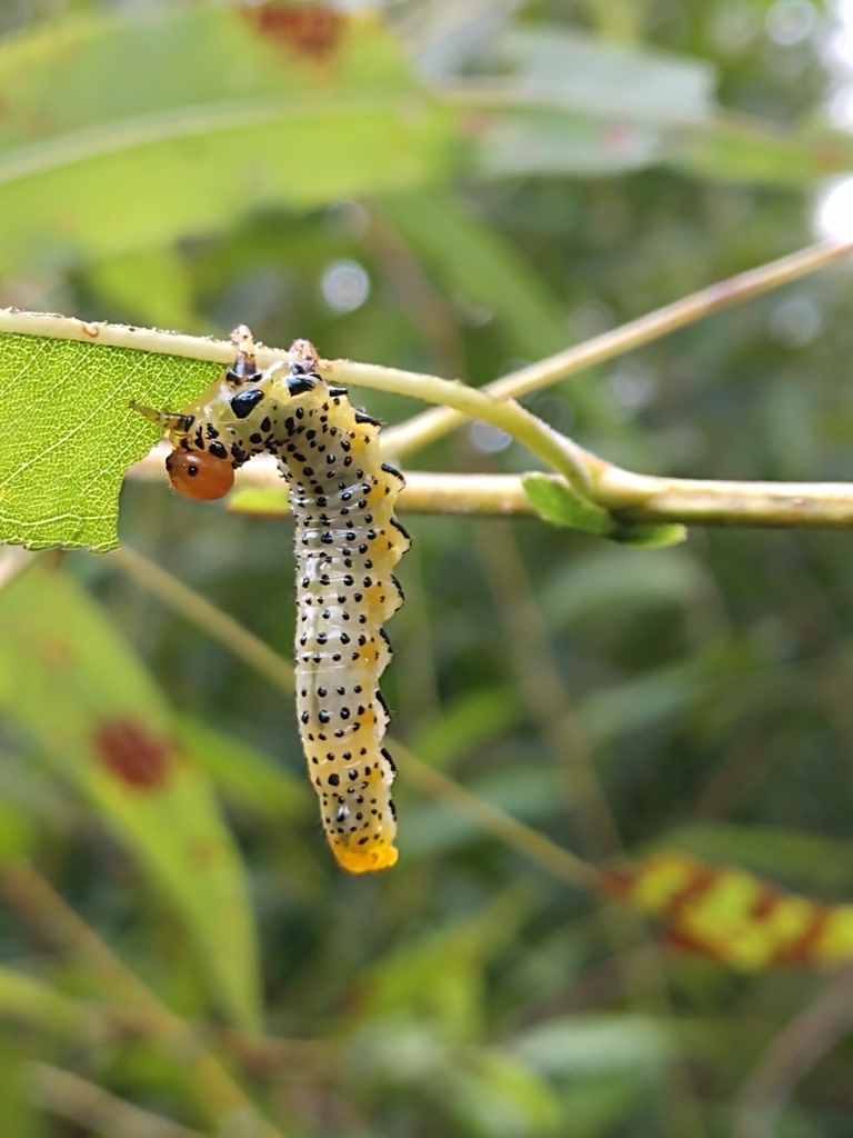 Birch Sawfly from Ashbridge Preserve on August 24, 2023 at 10:44 AM by ...