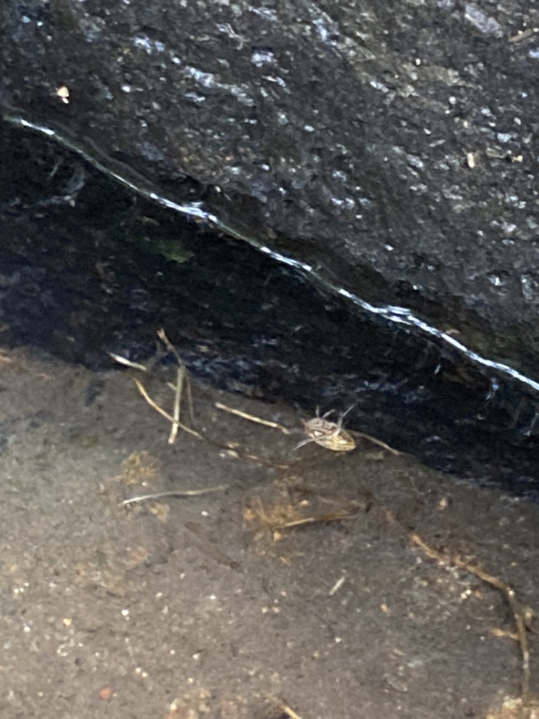 Enithares from 大潭郊野公園 (鰂魚涌擴建部分), 大潭, 香港, HK on August 24, 2023 at 12:17 ...