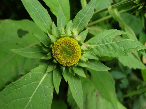 Carpesium macrocephalum · iNaturalist