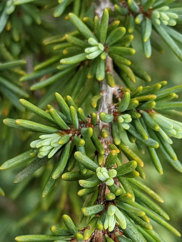 mountain hemlock from Lee Vining, CA 93541, USA on August 19, 2023 at ...