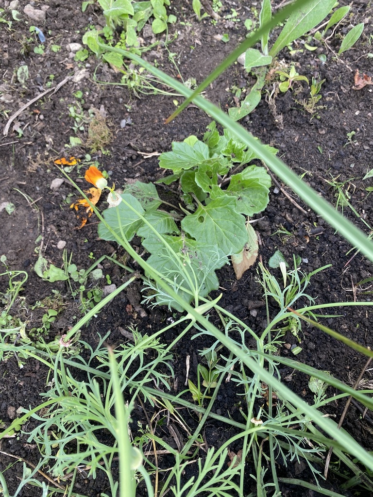 California poppy from Vron Farm Cottages, Oswestry, England, GB on ...