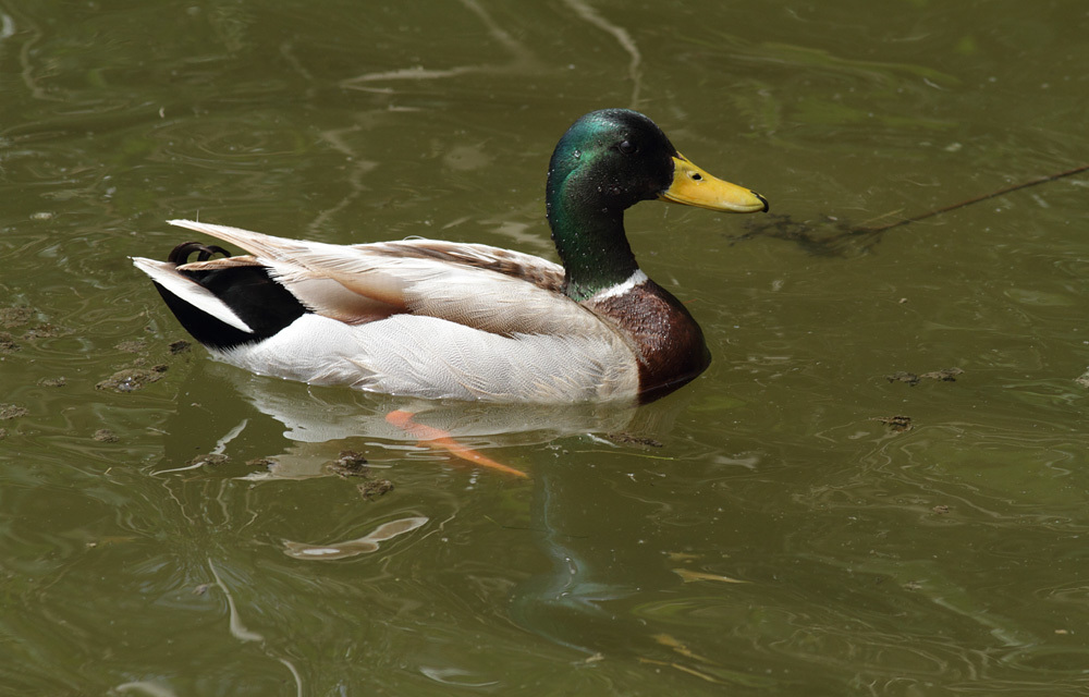 Mallard (More Mesa Bird Guide) · iNaturalist Australia