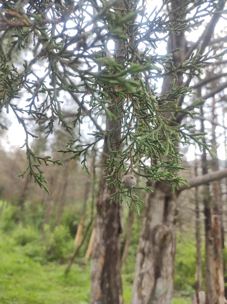 Mexican cypress from Distrito Federal, MX on August 18, 2023 at 10:23 ...