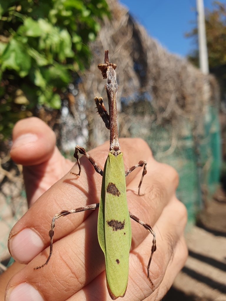 Pseudovates from 45135 Jal., México on July 14, 2023 at 09:42 AM by Fer ...