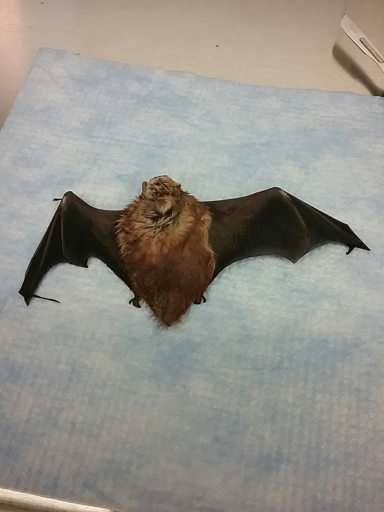Eastern Red Bat from Grayslake on August 24, 2023 at 12:18 PM by ...