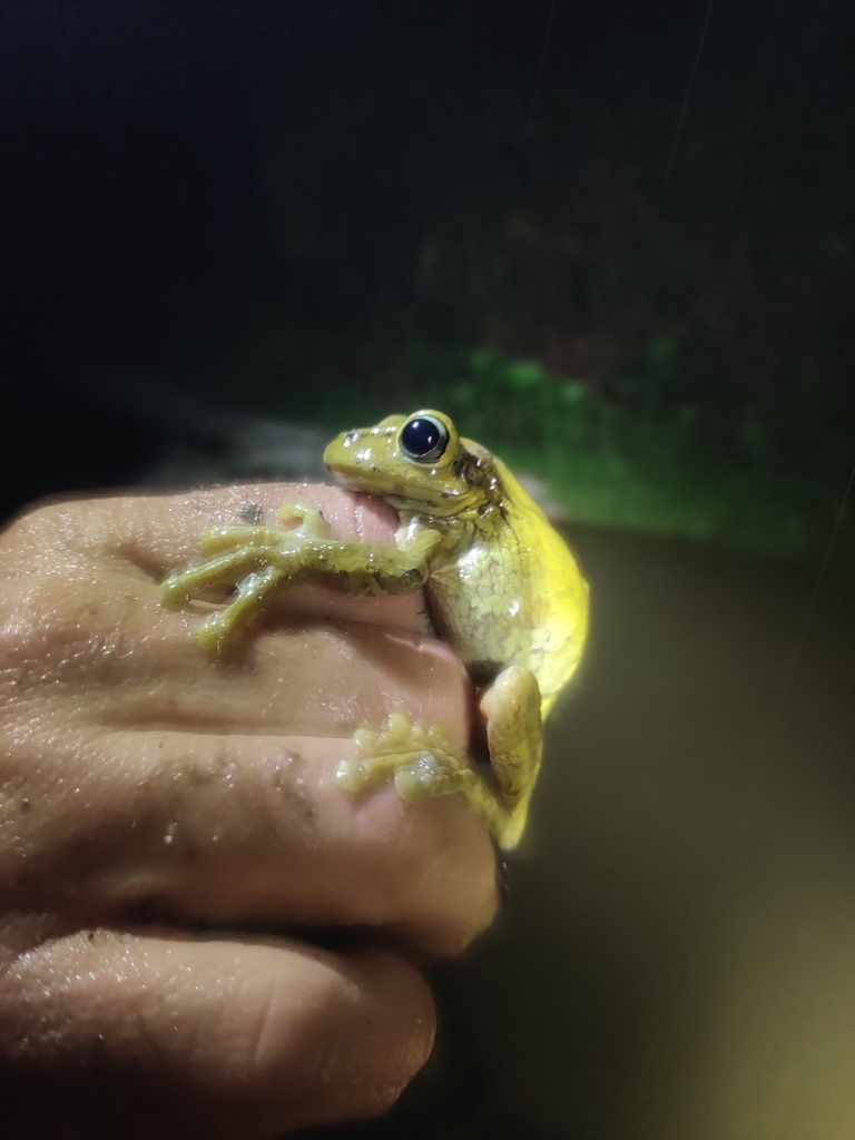 Hispaniolan Common Tree Frog from La Ciénaga, 81000, Dominican Republic ...