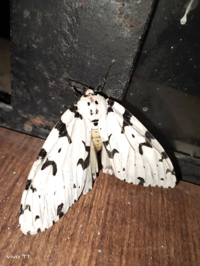 Lymantria todara from 4WVV+8GF, Ponnampet, Karnataka 571216, India on ...