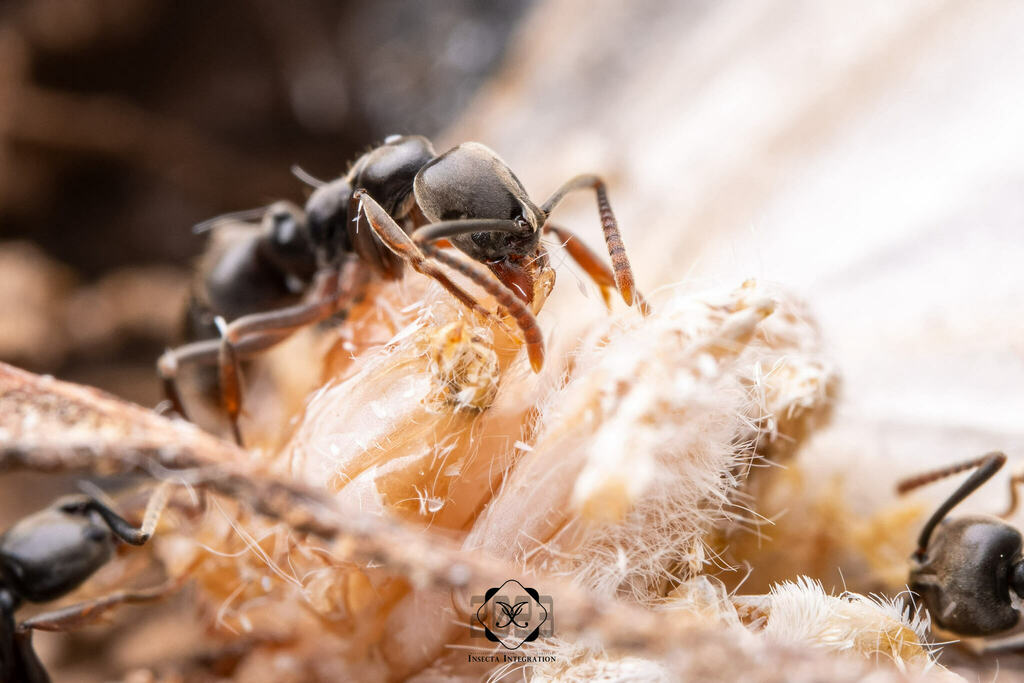 Asian Needle Ant from 中国江苏省南京市鼓楼区 on August 24, 2023 at 08:31 PM by ...