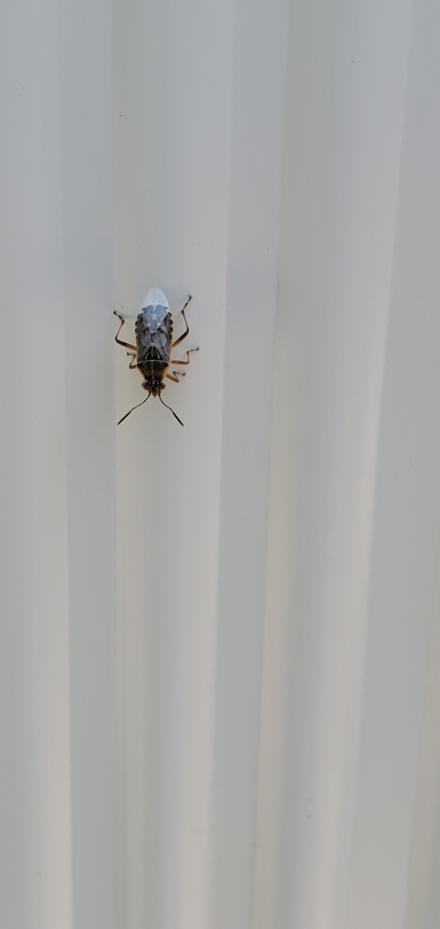 Pentatomomorph Bugs from Sappington, MO, USA on August 24, 2023 at 12: ...