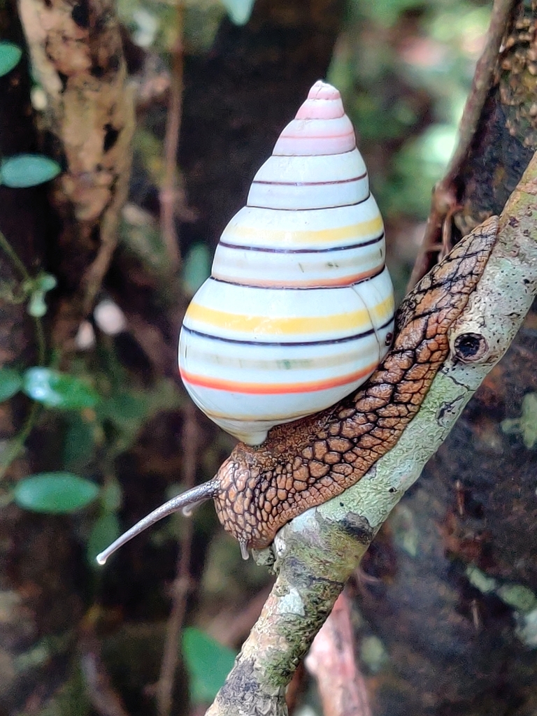 Candy Cane Snail In July 2023 By Jeimy Filpo Sisa INaturalist candy-cane-snail-in-july-2023-by-jeimy-filpo-sisa-inaturalist