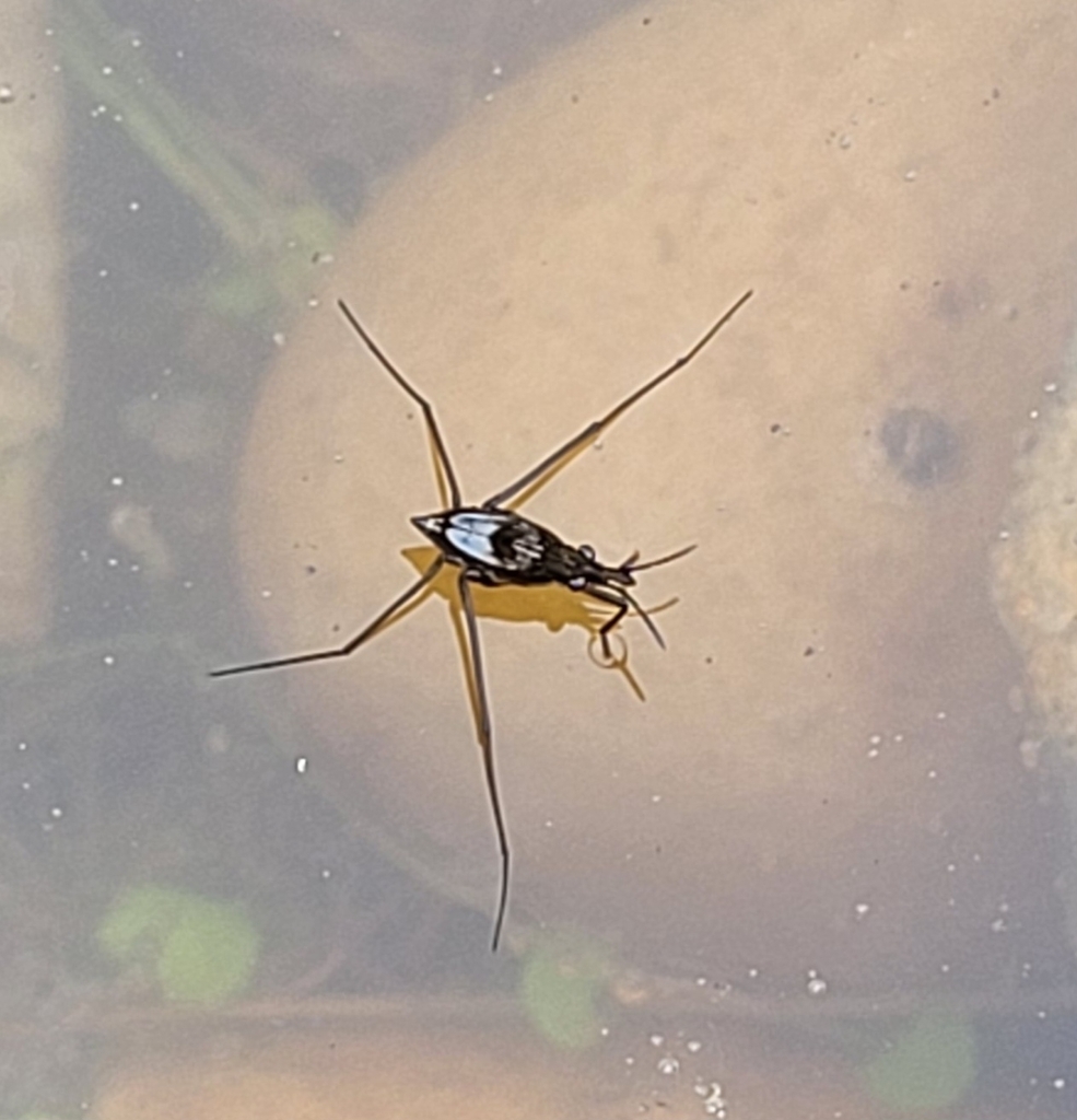 Gerris from Hampen, 7362 Hampen, Danmark on August 24, 2023 at 06:29 PM ...