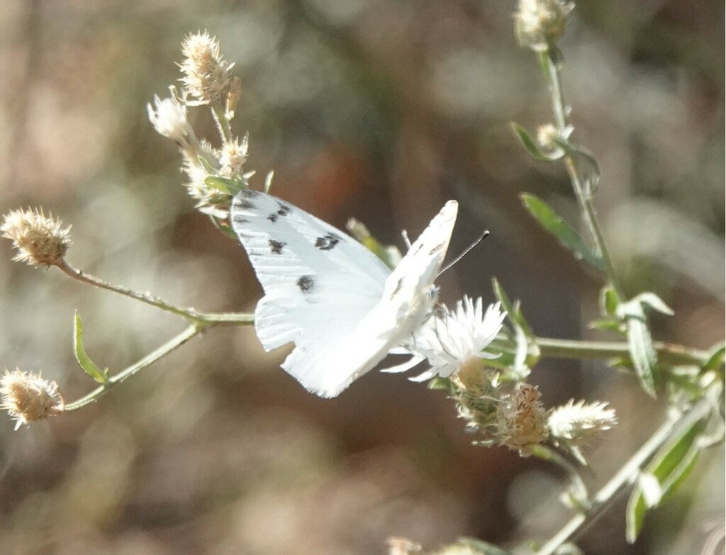 Checkered White from Denver Audubon Nature Center on August 24, 2023 at ...