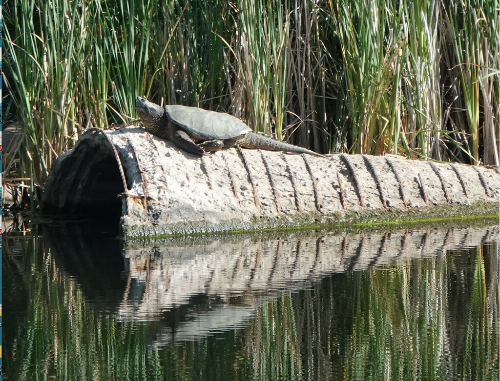 Common Snapping Turtle from Denver Audubon Nature Center on August 24 ...