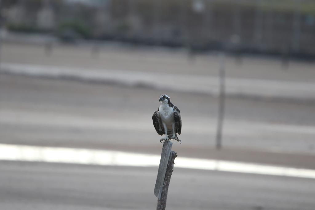 Osprey from Mexico on August 9, 2023 at 08:24 AM by L. Ernesto Pérez ...
