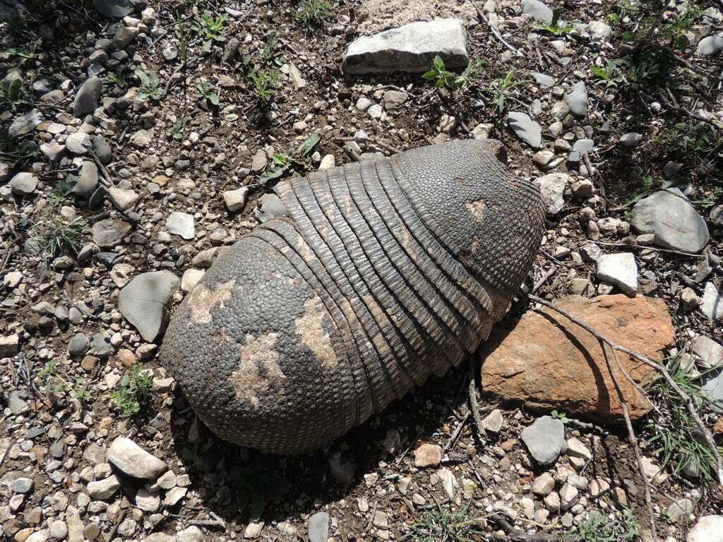 Nine-banded Armadillo from Linares, N.L., México on January 30, 2013 at ...